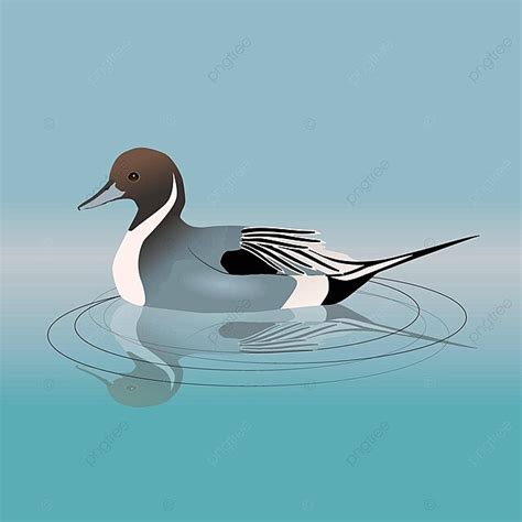 Northern Pintail Or Pintail Migrating Cute Pintail Duck Vector