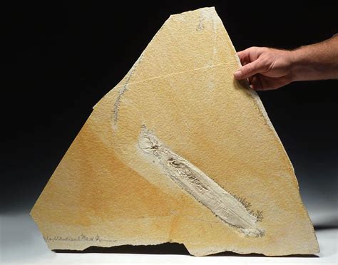 Jurassic Squid Fossil With Crystallized Mouth And Tentacles On Large