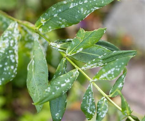 Spot Common Flower Pests And Diseases To Save Plants Gardening Know How