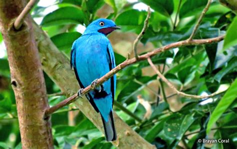 Plum Throated Cotinga Cotinga Maynana Peru Aves