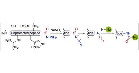 C Terminal Modification Of Fully Unprotected Peptide Hydrazides Via In