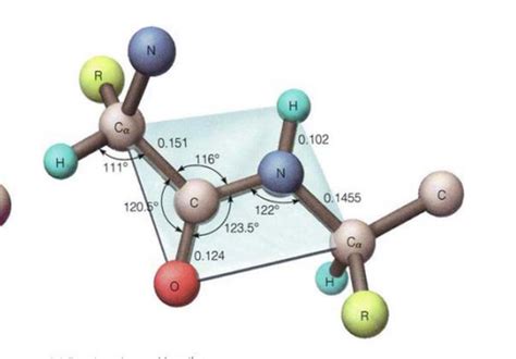 Lecture 7 Protein Structure And Hierarchy Flashcards Quizlet
