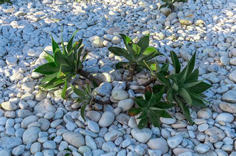 부드러운 회색 조약돌이있는 선 정원에서 지중해 식물 녹색과 육즙이 많은 알로에 베라 0명에 대한 스톡 사진 및 기타 이미지