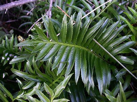 Asplenium Polyodon Aspleniaceae