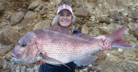 Verified Snapper Sighting In Tasmania By Jonah Yick Redmap