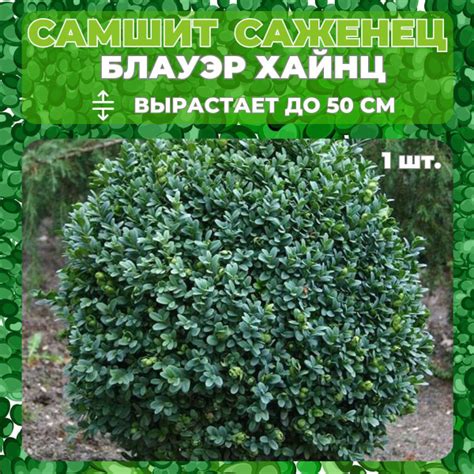 Самшит Russian Garden Самшит саженец 1 штука - купить по выгодным ценам ...