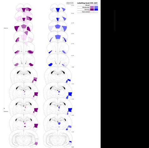 Figure S5 Density Of Retrogradely Labelled Cells Following Injection Download Scientific
