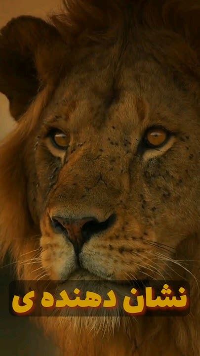 تفاوت وحشتناک شیر سیاه و شیر روشن باورنکردنیه حیواناتوحشی شیر