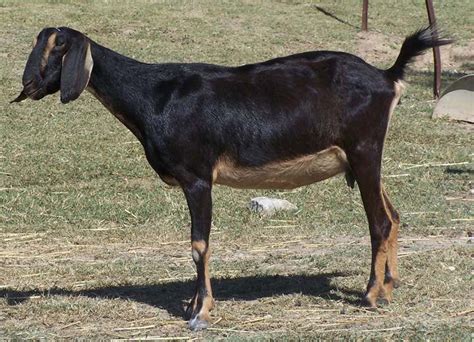 Nubian Goats The Ultimate Guide