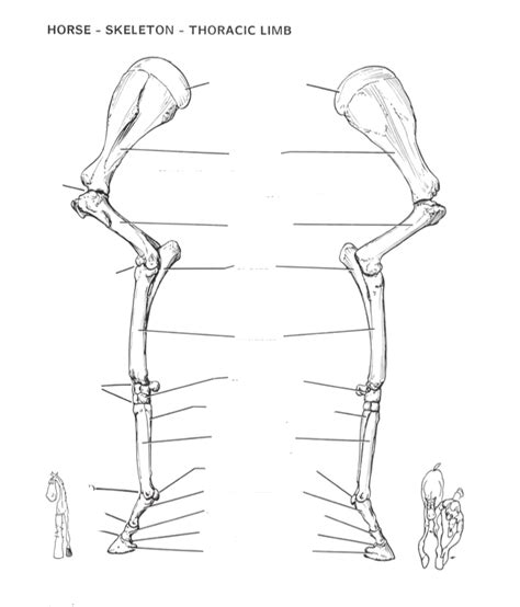 Thoracic Limb Diagram Quizlet