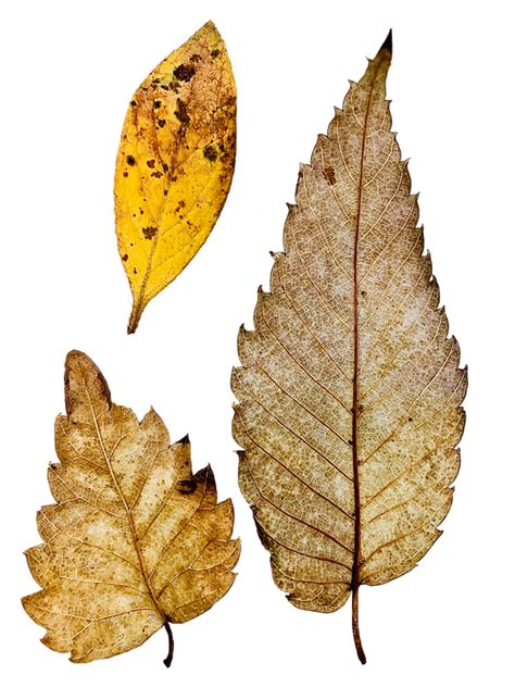 Blatt Diese Safari Herbst Kostenloses Bild Auf Pixabay Pixabay