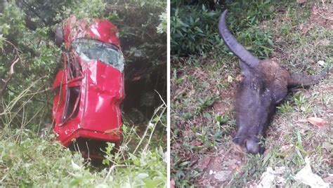 මි ගවයකුගේ බෙල්ල කඩා ගෙන කාර් රථය අඩු 300ක ප්‍රපාතයට… Elakiri