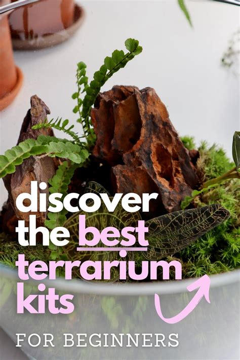 Discover The Fascinating World Of Diy Terrarium Kits Terrarium Kit Ideas Terrarium Making Kit