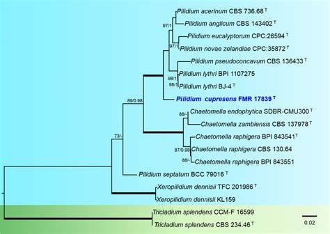 Phylogenetic Tree Inferred From An Ml Analysis Based On A Concatenated