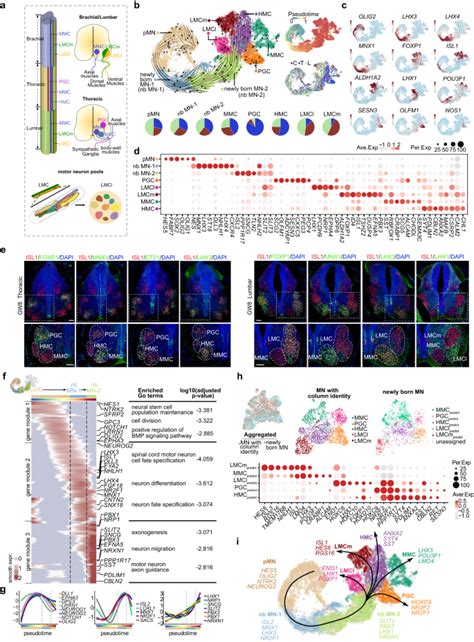 Decoding The Spatiotemporal Regulation Of Transcription Factors During Human Spinal Cord