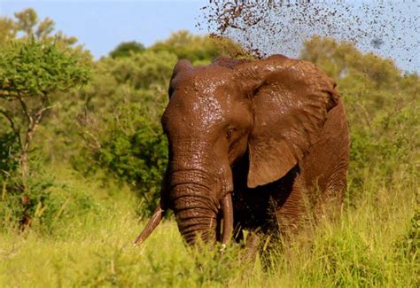 코끼리만 사라지는 게 아니다 한국일보