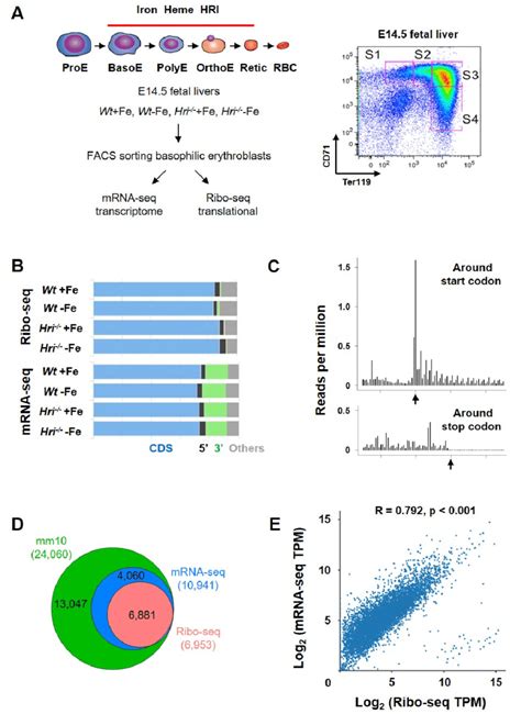 Overview Of Ribo Seq And Mrna Seq Data Download Scientific Diagram