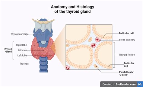Symptoms Of Thyroid Cancer Onkos