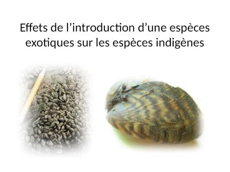 Ppt Effets De Lintroduction Dune Espèces Exotiques Sur Les Espèces