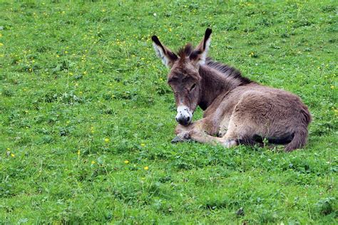 Donkey Foal Free Photo On Pixabay