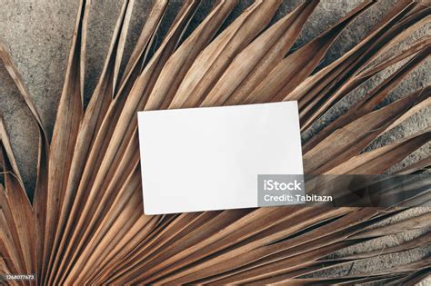 여름 문구는 여전히 생활 마른 야자 잎에 빈 명함 모형의 클로즈업 그런지 베이지 색 콘크리트 질감 배경 플랫 레이 상단 보기 열대 휴가 개념 무디 보헤미안 디자인 도시를