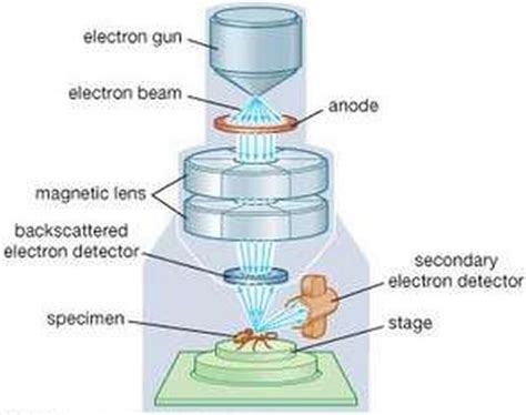 Simple Microscope Parts Functions Diagram And Labelling