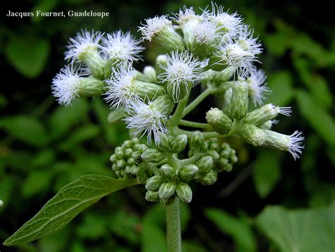 Eupatorium Macrophyllum Tramil