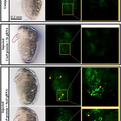 The Dr Gfp Reporter Assay And Its Potential Application The Dr Gfp