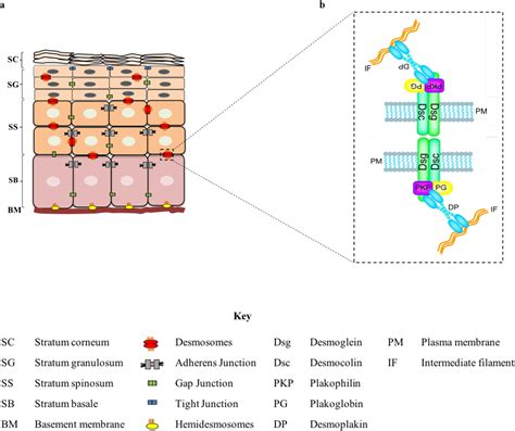 Figure 4 From Determinants Of Staphylococcus Aureus Colonization And Infection “exploring The