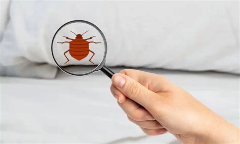 10 Ways To Detect The Presence Of Bed Bugs Clearview Bed Bug Monitor