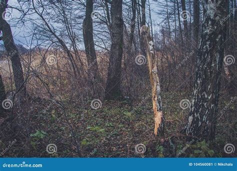 A Fallen Tree Is Rotting In The Middle Of The Forest Stock Image Image Of