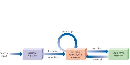 Memory Models Flashcards Quizlet