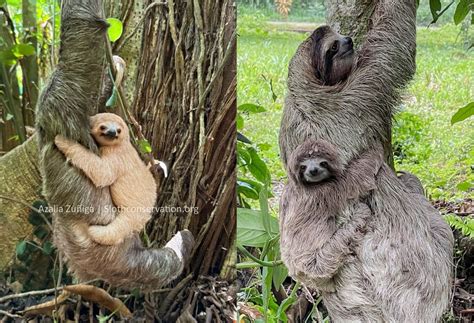 The First Ever Recorded Three Fingered Sloth With Leucism — The Sloth