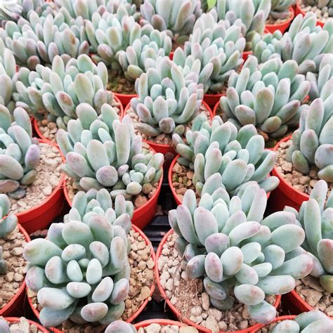 pachyveria_clavifolia - Giromagi Cactus and Succulents