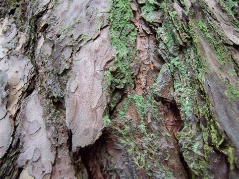 Free Green Tree Bark Stock Photo FreeImages Com