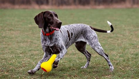 understanding german shorthaired pointer behavior issues