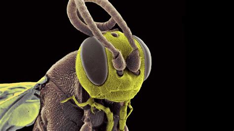 Whats The Worlds Ugliest Bug Contest Aims To Find Out Fox News