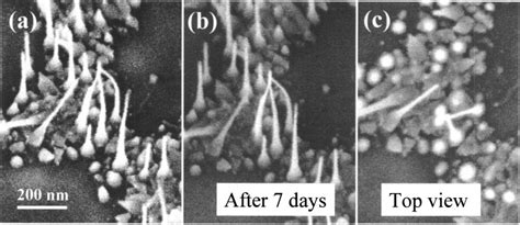The ZnO Nanorods Contacting Situation Remains After Days Download Scientific Diagram
