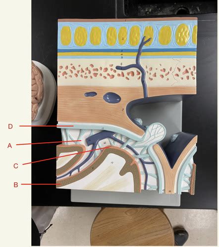 Biol 421 Lab Final Rest Of Material Flashcards Quizlet