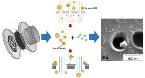 Magnetic Nanopore Membrane Mnm Aopia Bioscience