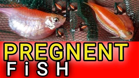 Dried Fish Pregnancy At Joe Jalbert Blog