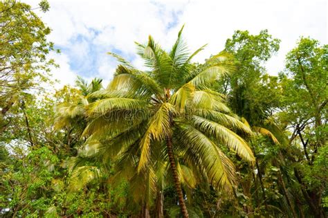 Palm Tree In Tropical Jungle Nature Tropical Jungle Nature Vegetation Stock Image Image Of