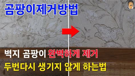 벽지 곰팡이제거방법과 절대 두번 다시 생기지 않는 방법 곰팡이제거방법 곰팡이방지법 Youtube