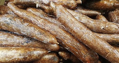 Yuca Su Historia Nutrición E Impacto En La Salud Homeostasis R D