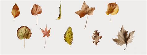 Platanen Bilder Durchsuchen 25823 Archivfotos Vektorgrafiken Und Videos Adobe Stock