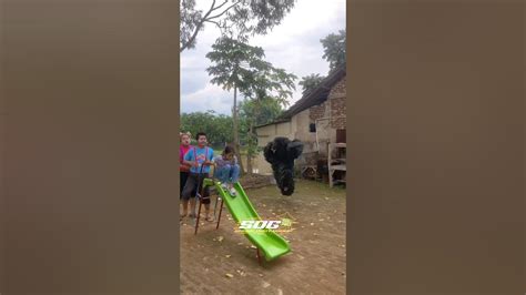 Dede gemes lagi asik main prosotan di kejar grandong - YouTube