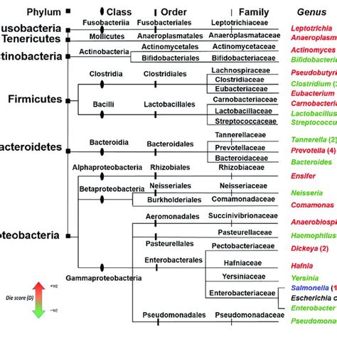 Schematic Workflow Of The Bw Methodology 1 All Bacterial Proteomes Download Scientific