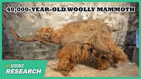 An Incredibly Well Preserved Woolly Mammoth Found In Siberia Holds The Oldest Rna Ever Recovered