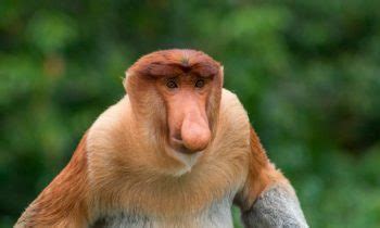 Qu Ver En Borneo Lugares Que No Quieres Perderte Iati Seguros