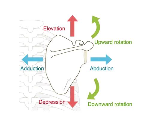 Lesson 6 Joints Of The Shoulder Girdle And Scapular Motion Brookbush Institute